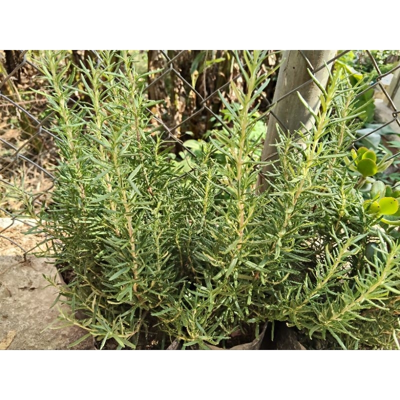 FRESH ROSEMARY CUTTINGS SOLD PER 100 GRAMS | Shopee Philippines
