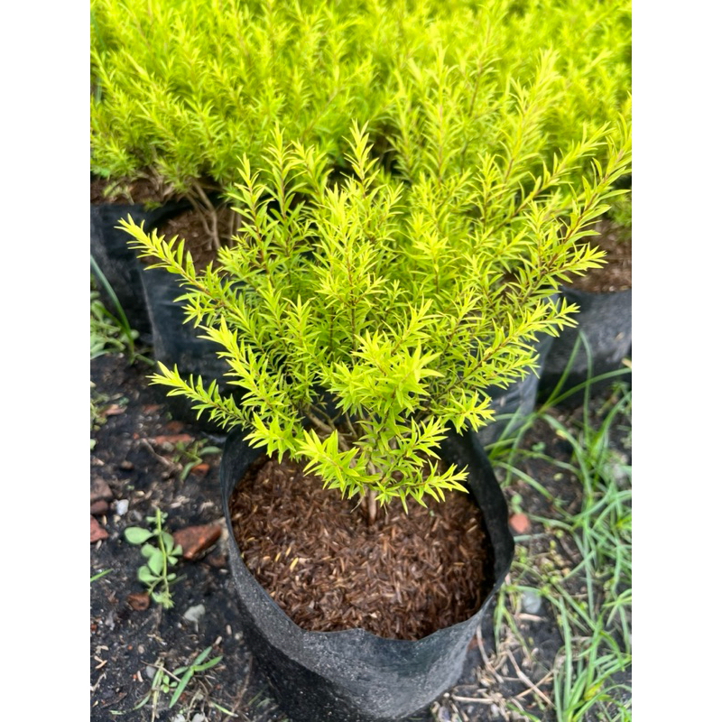 HOT SALE ‼️ Yellow Bottle Brash Plant Established‼️ (small) | Shopee ...