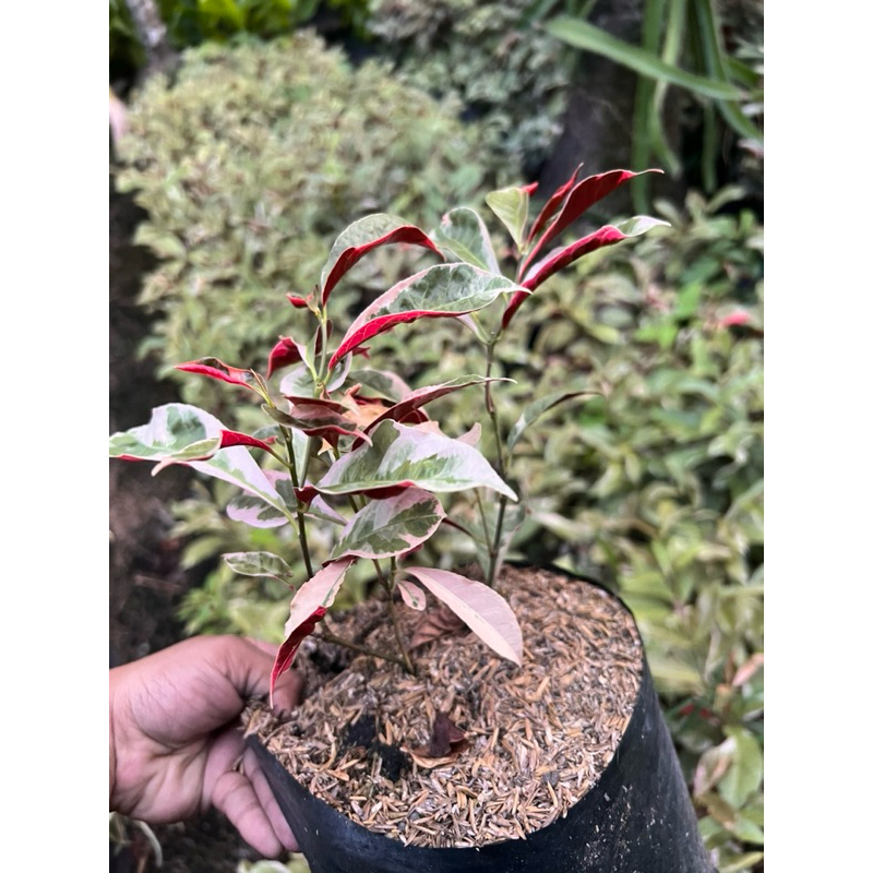 Picara Live and Rooted Plant | Shopee Philippines