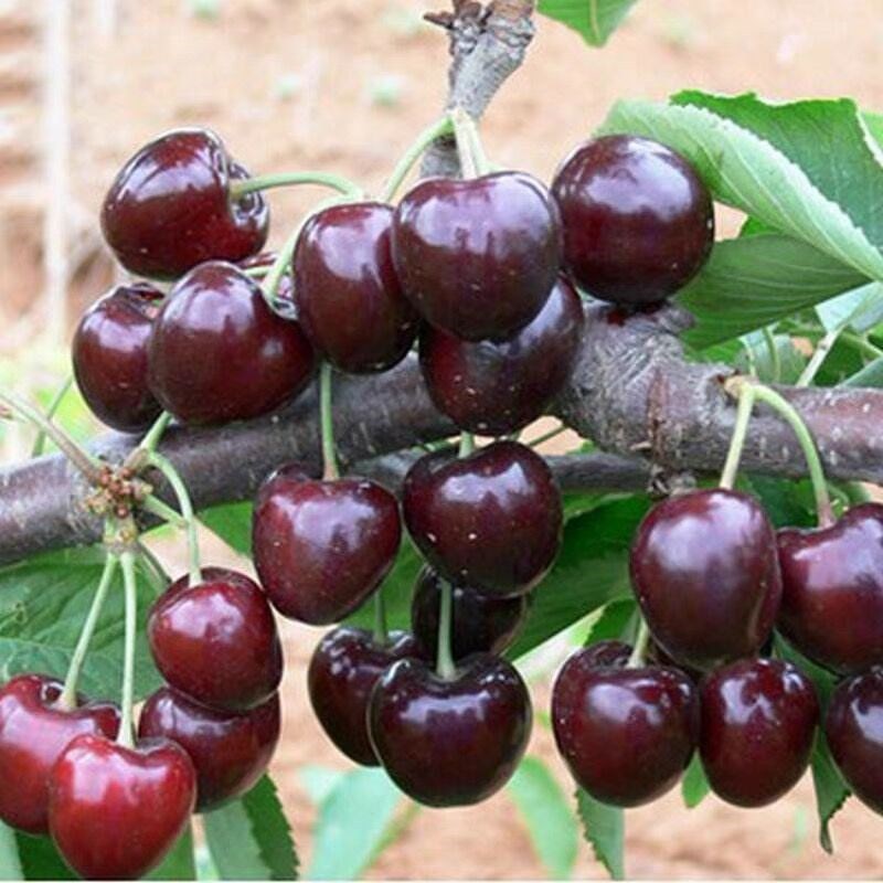 Sweet Cherry Seeds for Planting - (20PCS) Fruit Tree Bonsai Seeds ...