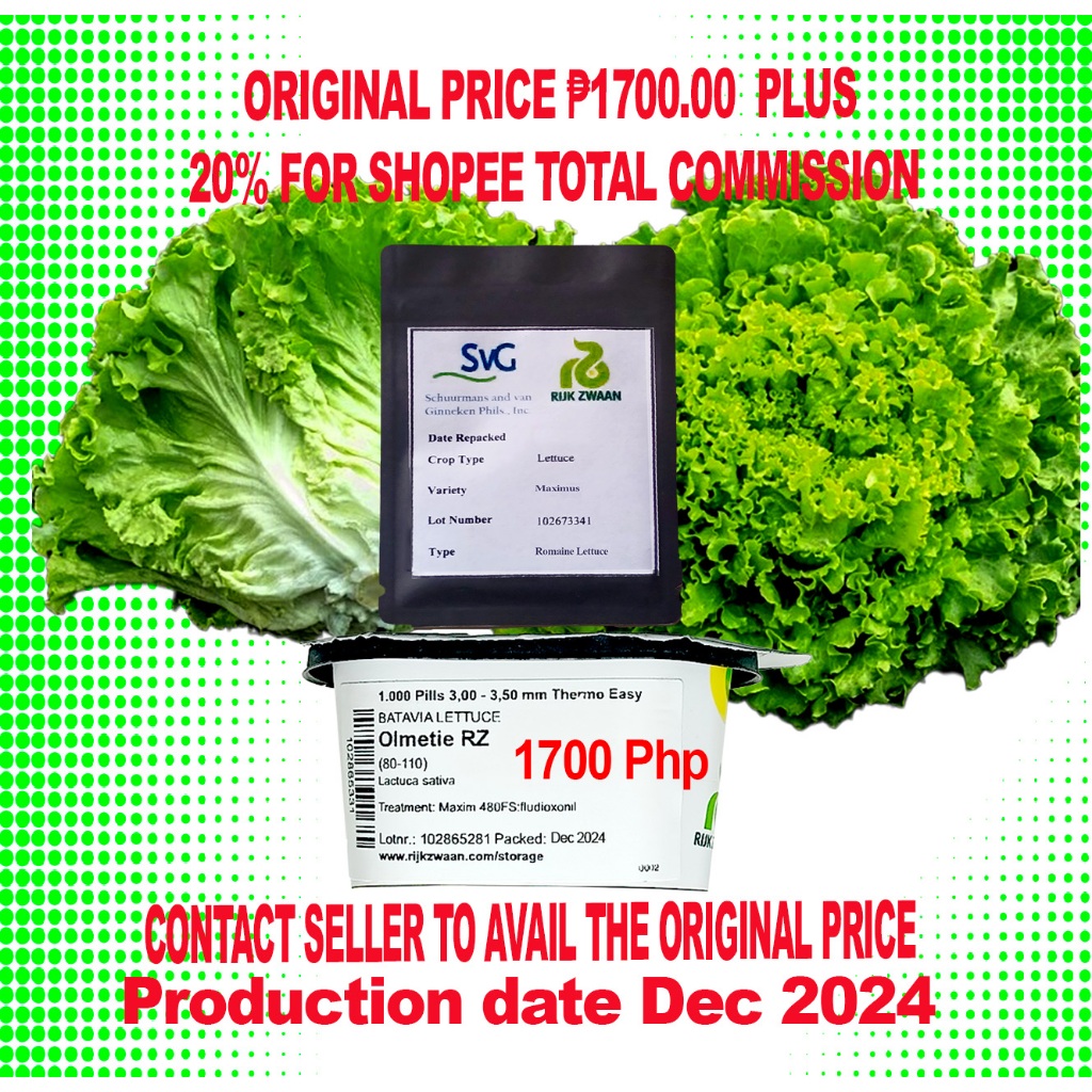 Olmetie Pelletized Lettuce Seeds by Rijk Zwaan Green Batavia 1,000 ...