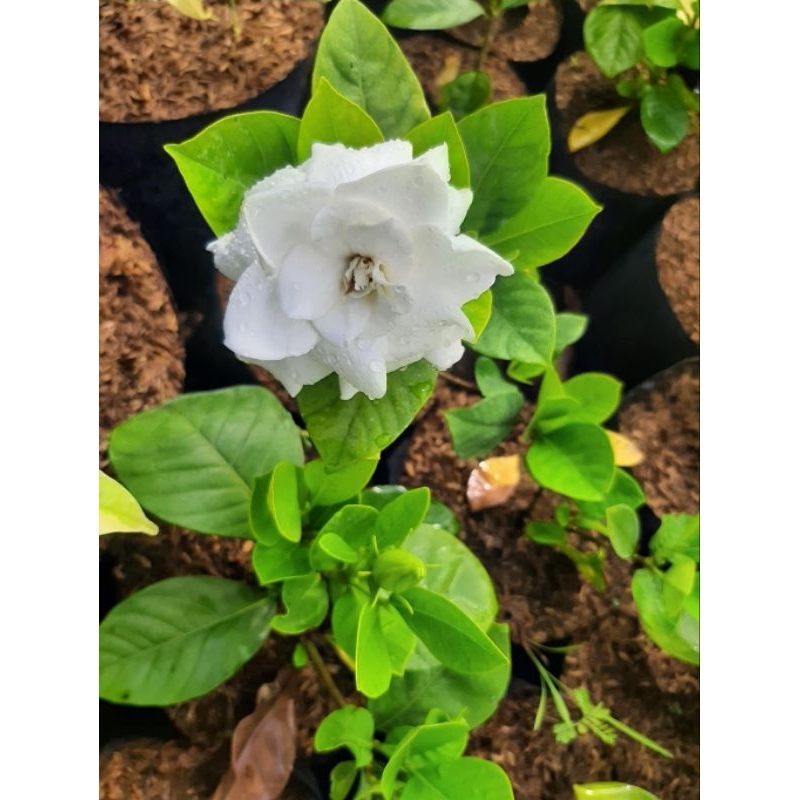 ROSAL PLANT /SCENTED (BUY 10+1 FREE) | Shopee Philippines