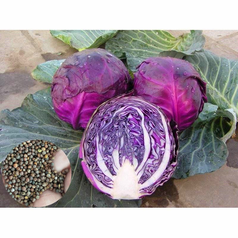 Cabbage Seeds (200 seeds) - Purple Red Cabbage Seeds for planting ...