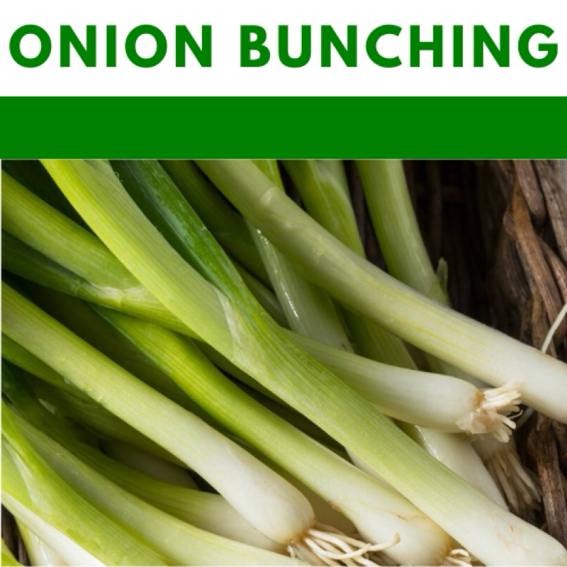 ONION Bunching herbs and spices gardening repacked seeds | Shopee ...