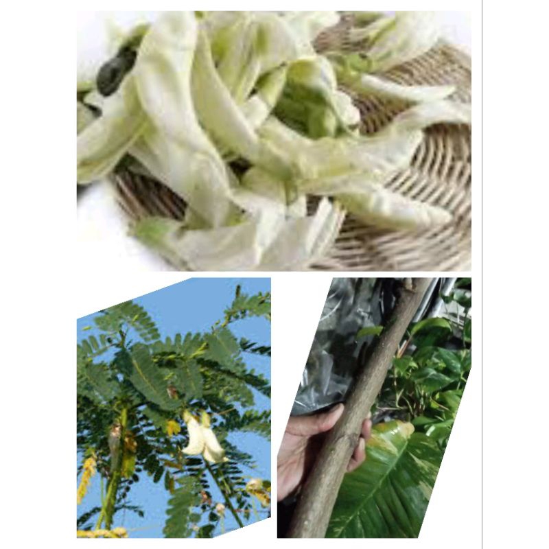 katuray big stem cuttings and stable Rooted for planting. With ...