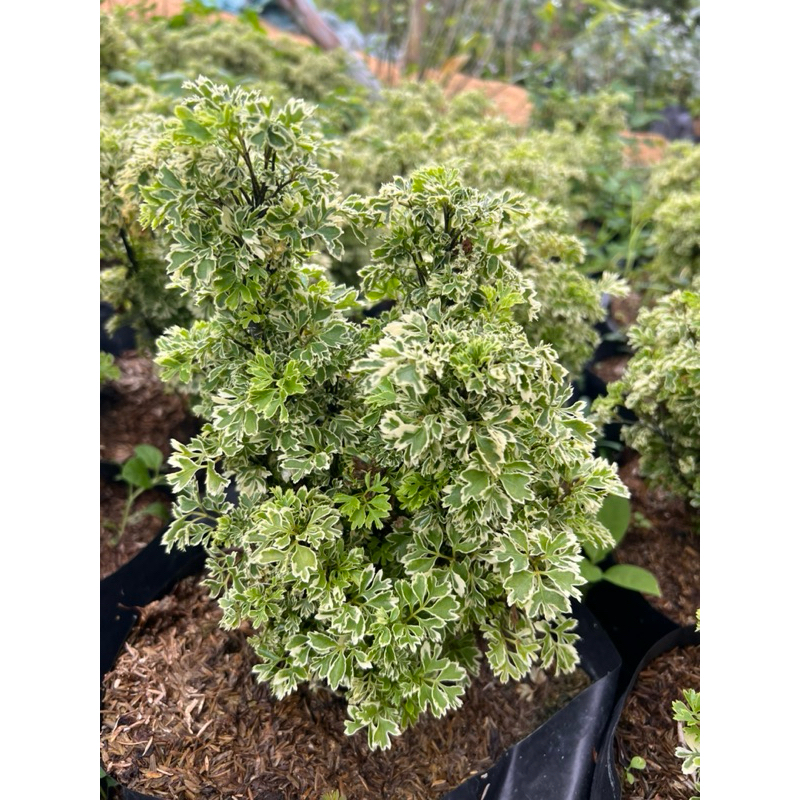 Dwarf Variegated Papua Lush | Live Plant | Rooted Plant | Shopee ...