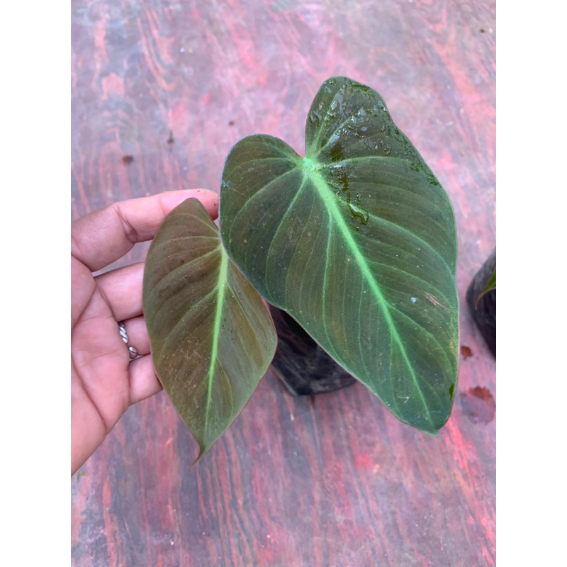 Well Rooted Giant Micans | Shopee Philippines