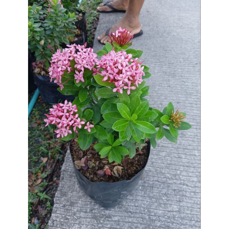 Dwarf Santan pink (Live plants) | Shopee Philippines