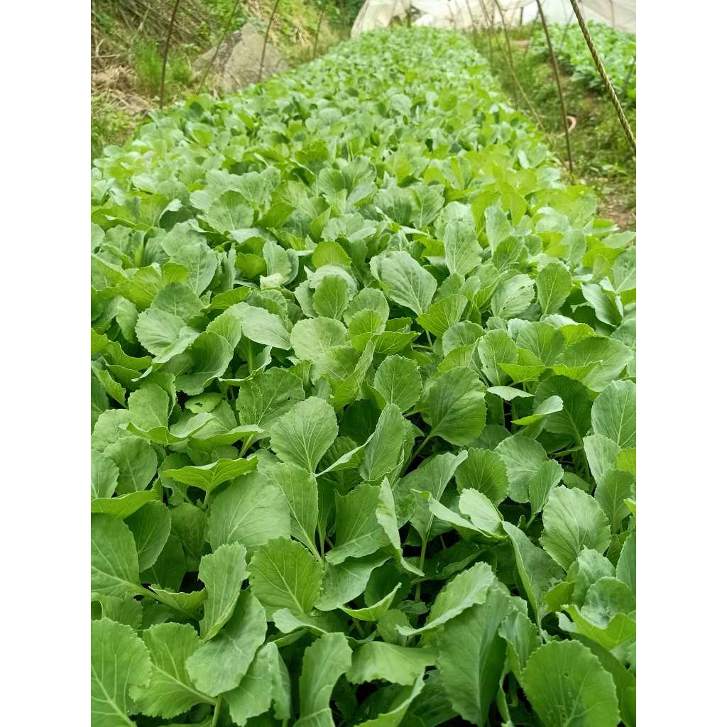 Repolyo Wonder Ball Seedlings | Shopee Philippines