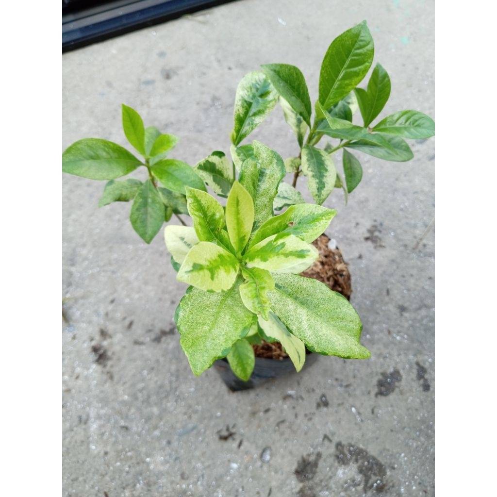 VARIEGATED ROSAL ROOTED PLANT(LIVE) | Shopee Philippines