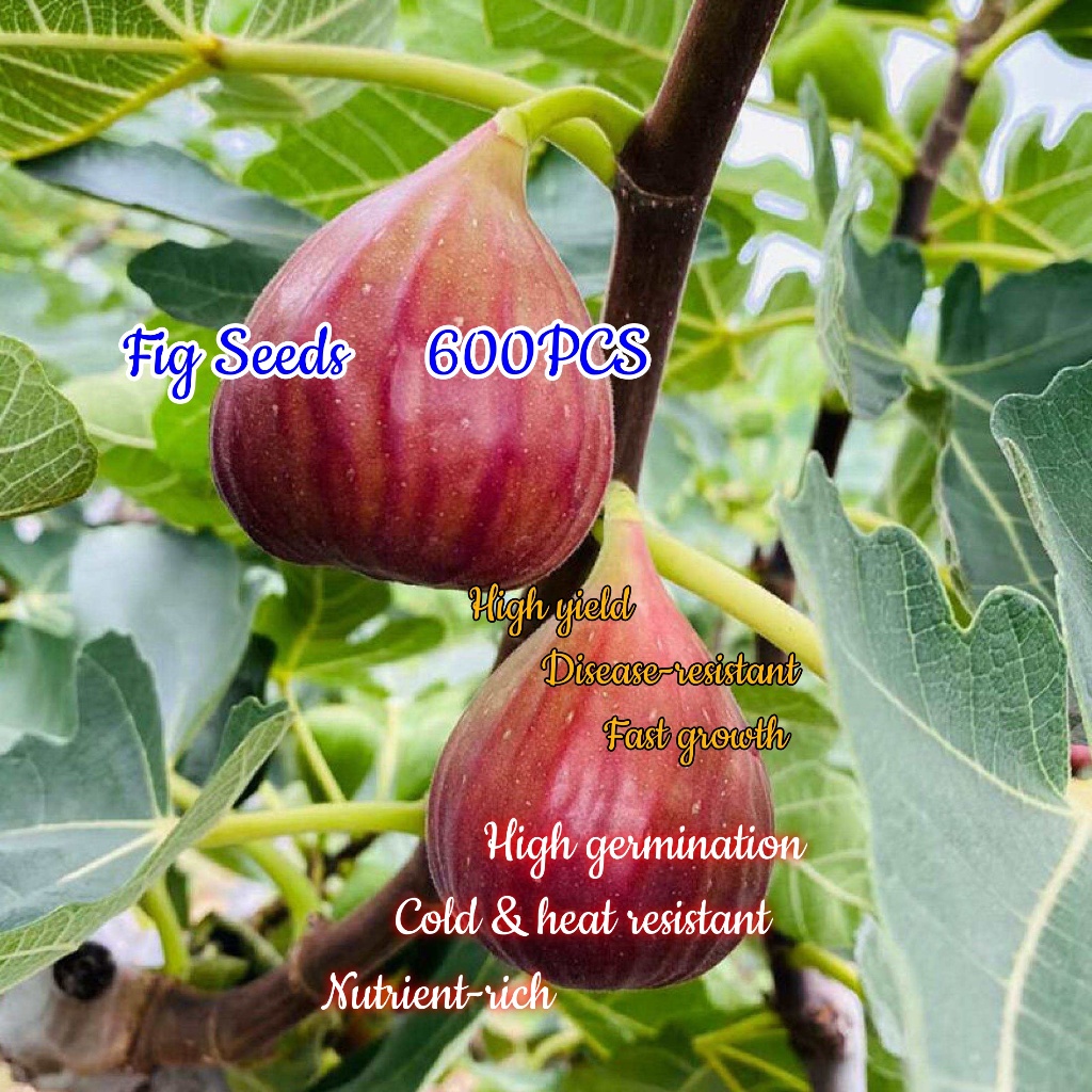 Fresh Dwarf Fig Tree Seeds for Planting Fruits (Fast Growing 600 Seed ...