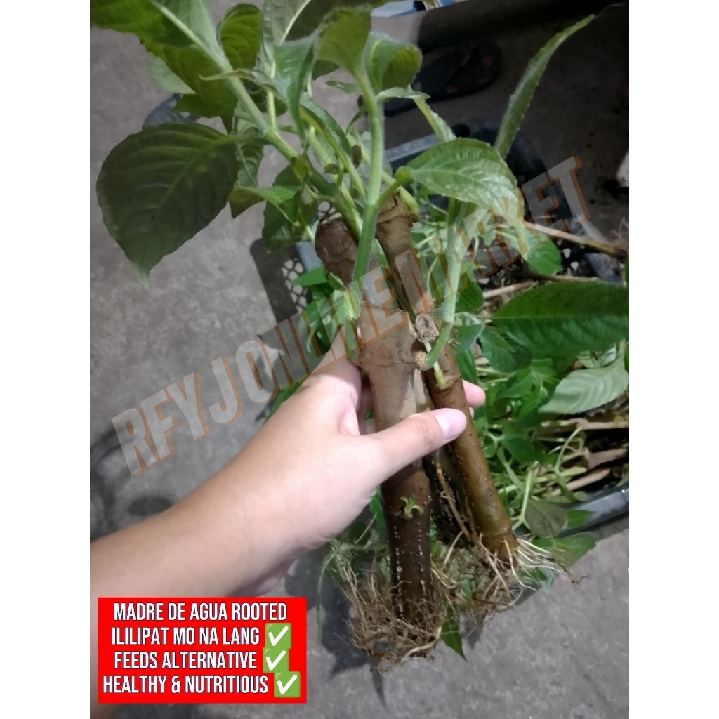 (BUY 3 GET 1 FREE) MADRE DE AGUA ROOTED ALTERNATIVE FOR FEEDS FOR A ...