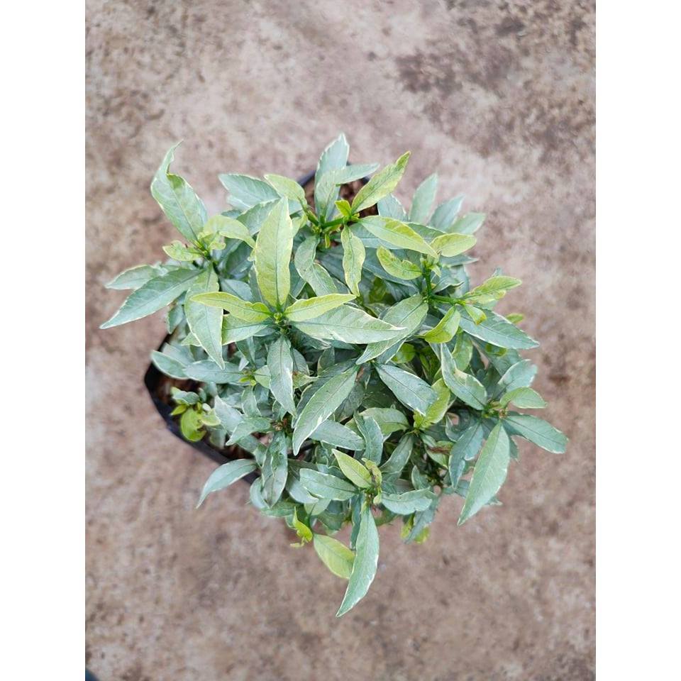 Silver Pandakaki with FREE garden soil, plastic pot and marble chip ...