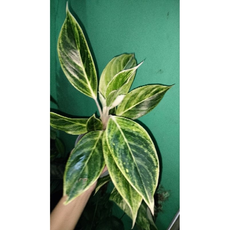 WHITE SIAM AGLAONEMA BIG THAI Variety | Shopee Philippines