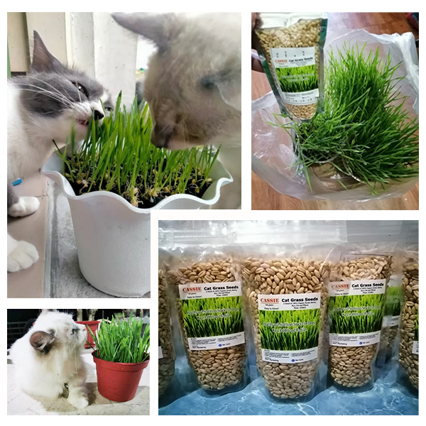 Organic Cat Grass / Pet Grass Planting Kit (seeds + pot + soil ...