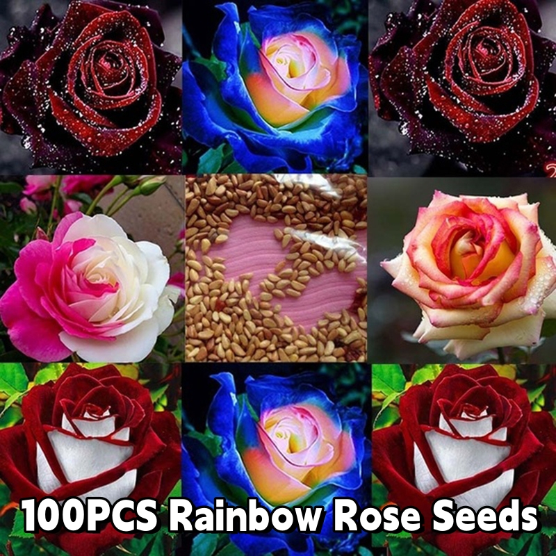100PCS Colorful Rose Seeds-High Germination Rainbow Rose Flower Seeds ...