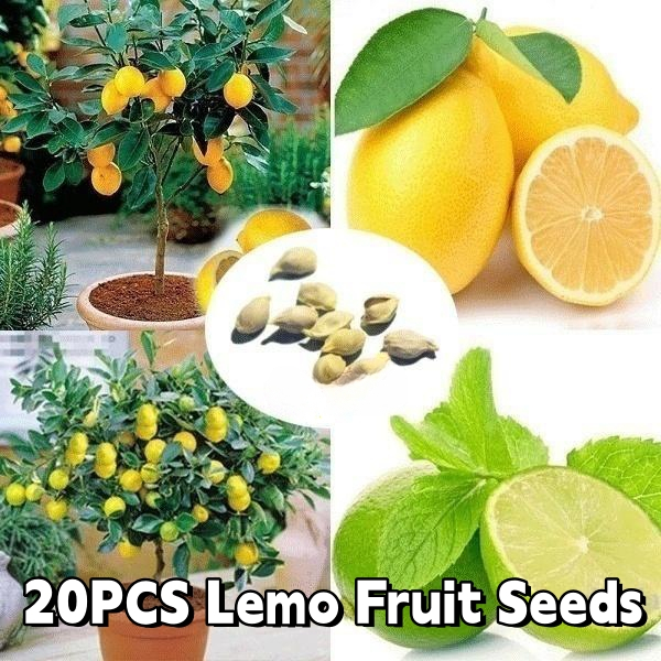 20PCS Lemo Fruit Seeds-Bonsai Lemon Seeds for Planting/Dwarf Lemon Tree Seeds | Shopee Philippines