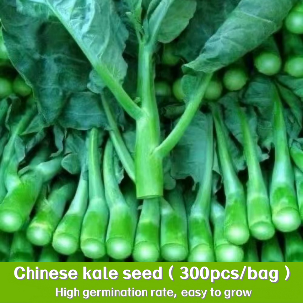 chinese kale seeds（300seeds）Chinese Broccoli/ Kailaan Vegetable Seeds ...