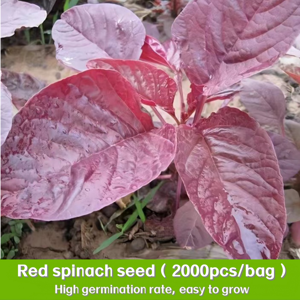 Red spinach seeds（2000seeds）Ruby Red Rhubarb Swiss Chard Seeds |Purple ...