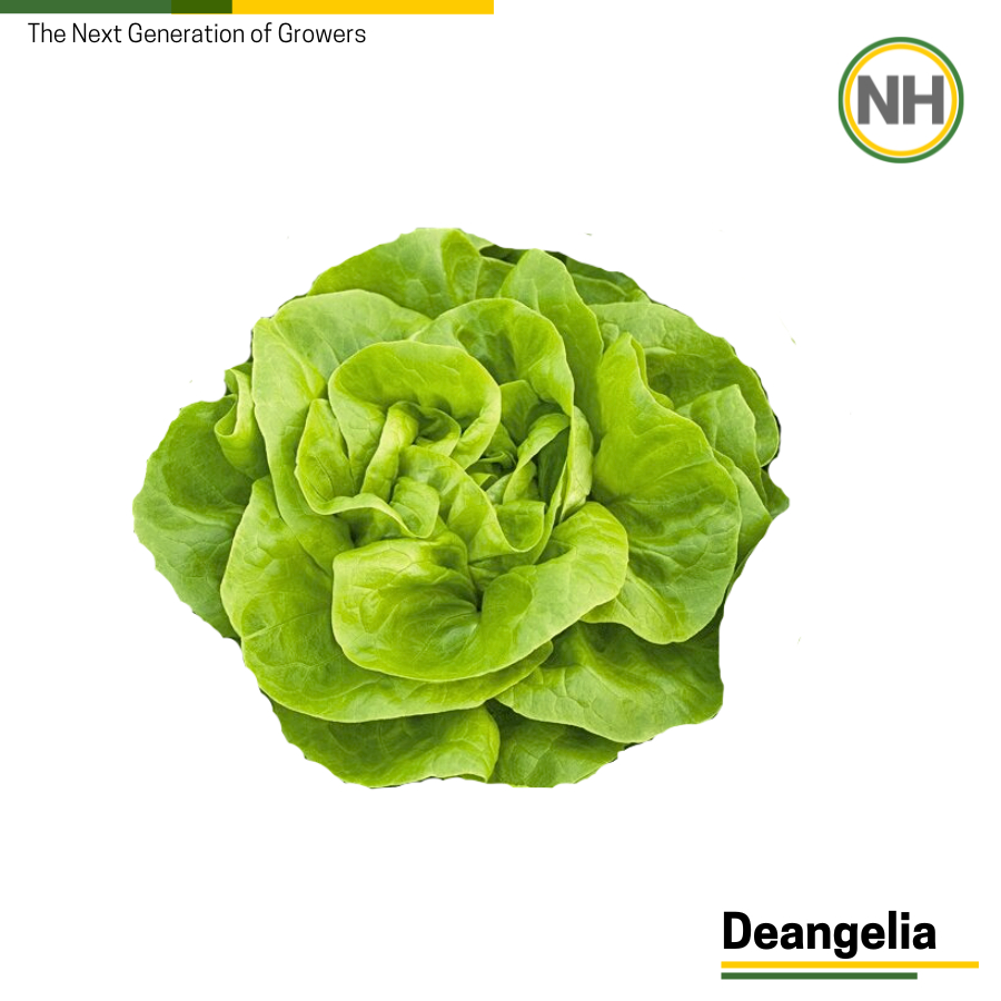 Deangelia RIjkzwaan Seeds | NutriHydro | Shopee Philippines