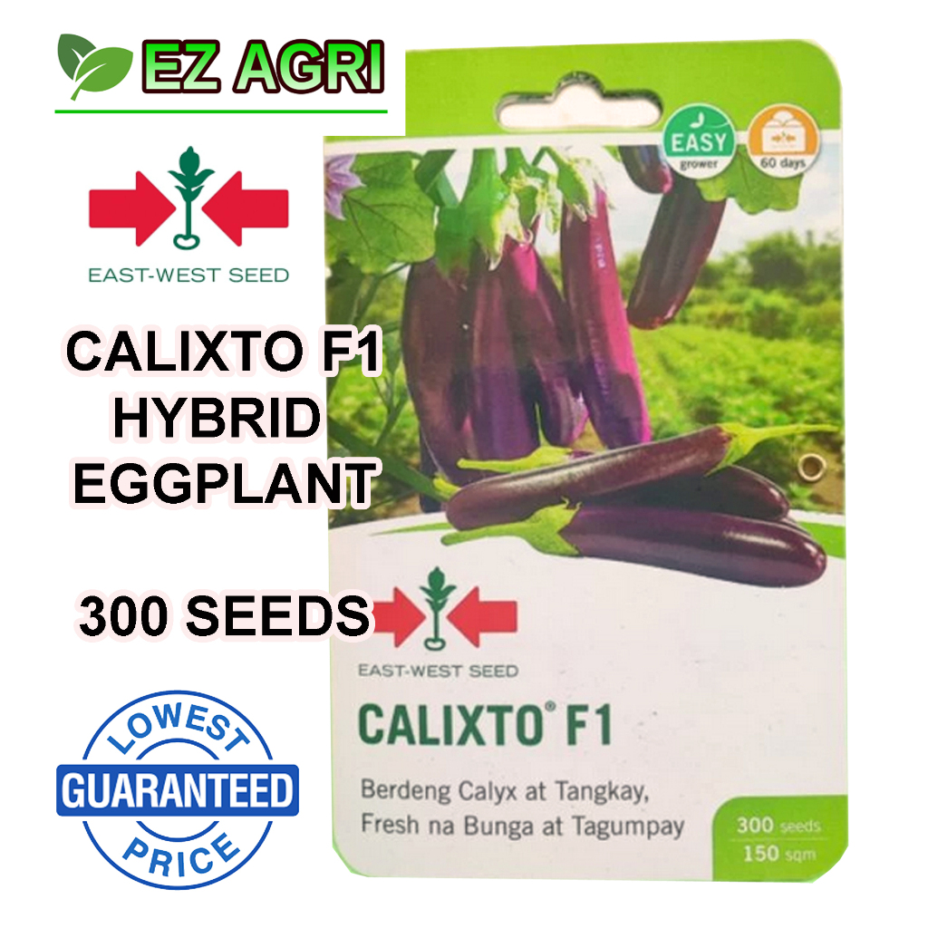 EZ EAST WEST TALONG HYBRID F1 ORIGINAL CALIXTO F1 HYBRID 300 SEEDS ...