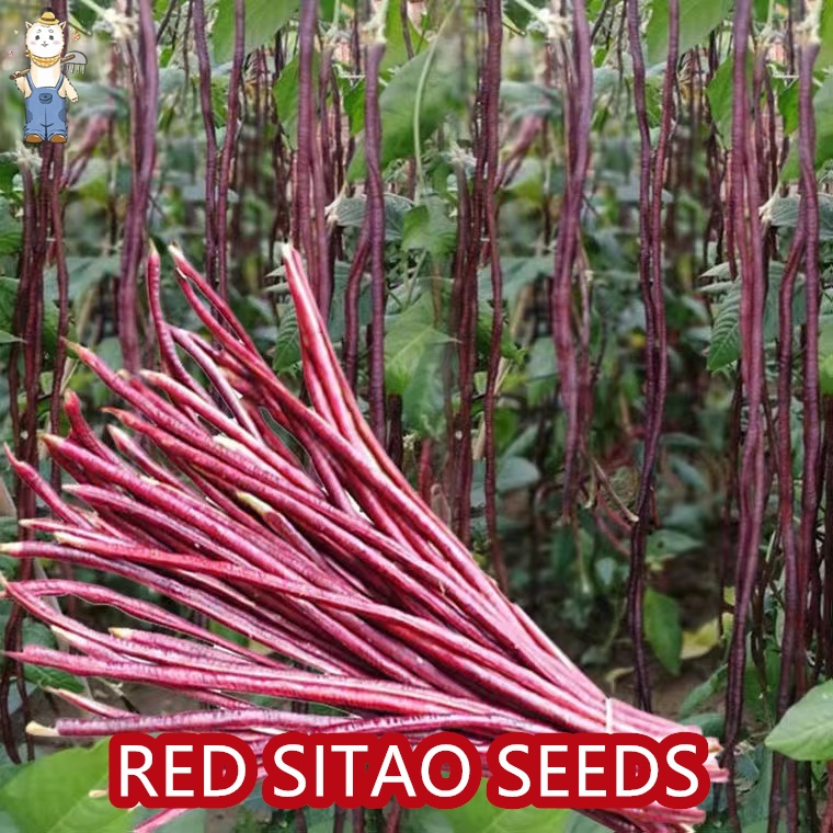 RED SITAO SEEDS - ( 20 seeds/pack)Red Long Beans Sitao Vegetable Seeds ...