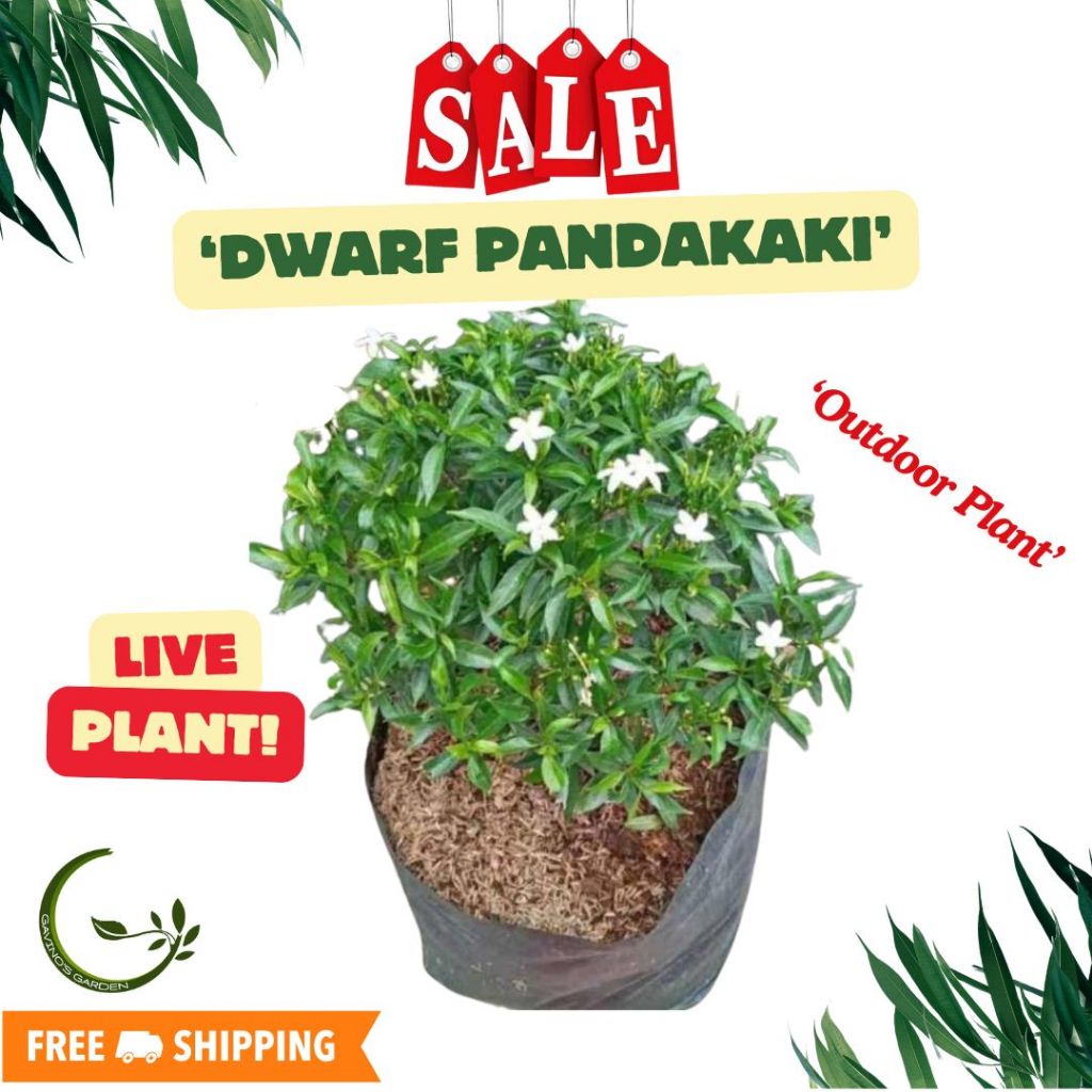 Dwarf Pandakaki/Outdoor Plant/LIVE PLANT!! 8-10 inches ht | Shopee ...