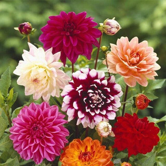 Mixed Dahlia Flower Seeds(Fresh Seeds 100pcs) | Shopee Philippines