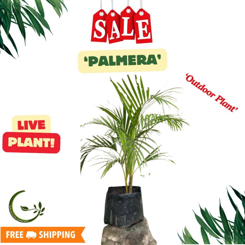 Palmera (Chryssalidocarpus lutescence)Indoour/Outdoor LIVE PLANT!!! 1.5 ...
