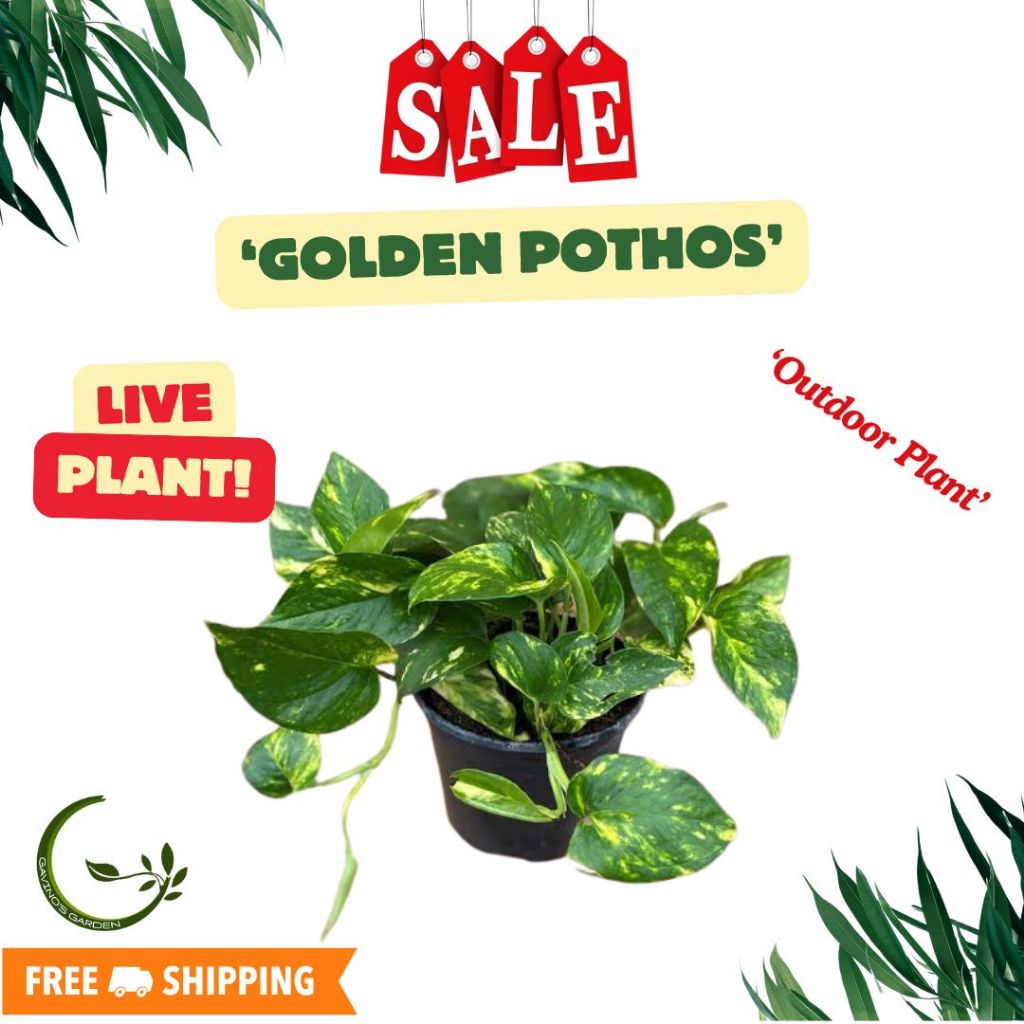 Golden Pothos/Outdoor-Semi shaded Plant/LIVE PLANT!! | Shopee Philippines
