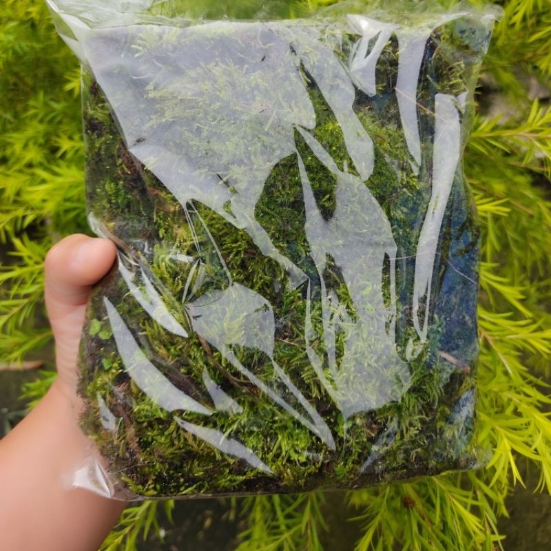 live moss/dish garden moss/green moss | Shopee Philippines