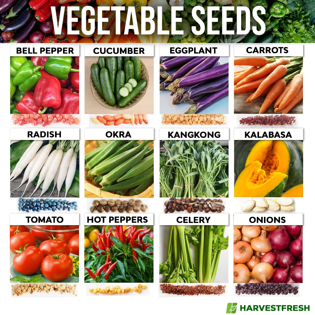 vegetable seeds - Outdoor & Garden Best Prices and Online Promos - Home ...
