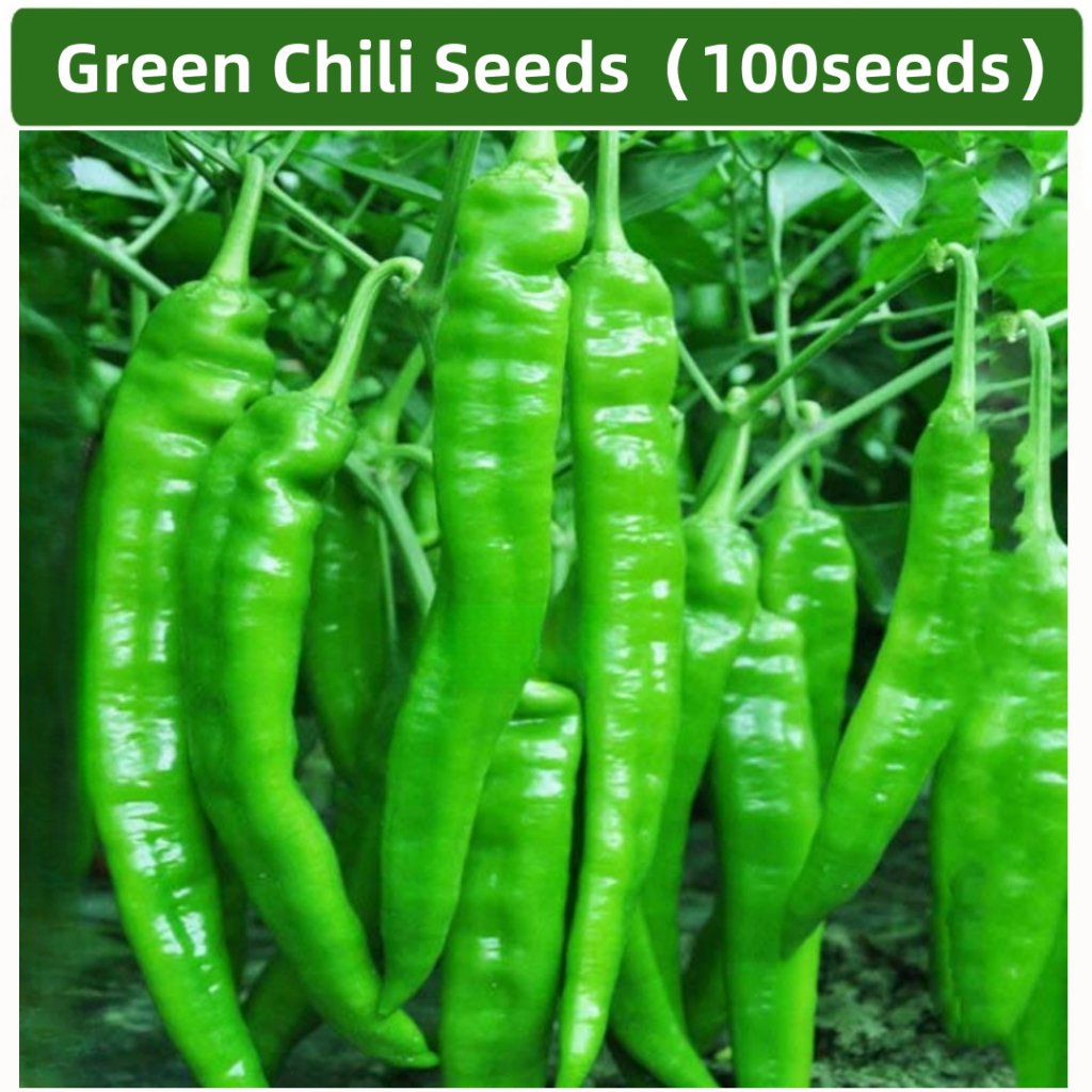 100 Seeds/pack SILI PANIGANG / Siling Haba / Hot Pepper Green / Bicol ...