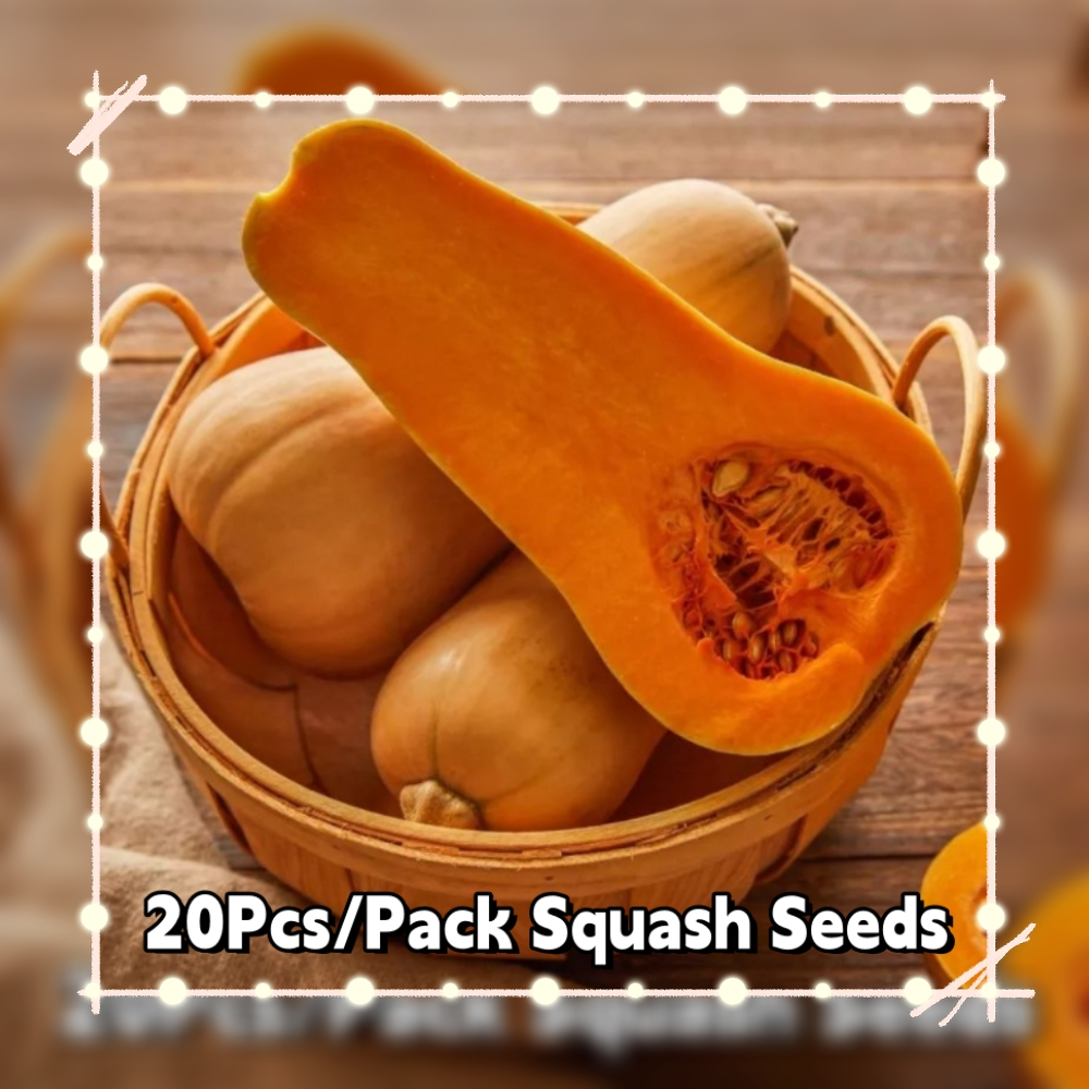 20Pcs/Pack Squash Seeds/High Yield Squash-Kalabasa Vegetable Seeds ...