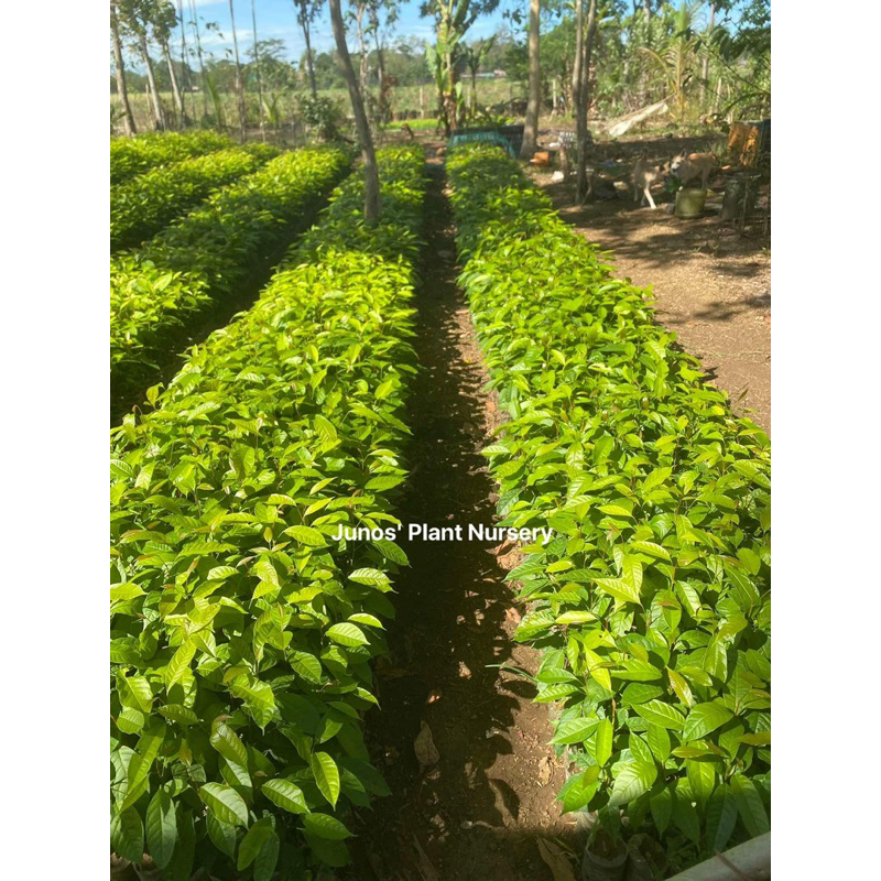 Mahogany Tree Seedlings 50pcs SET + 10pcs free | Shopee Philippines