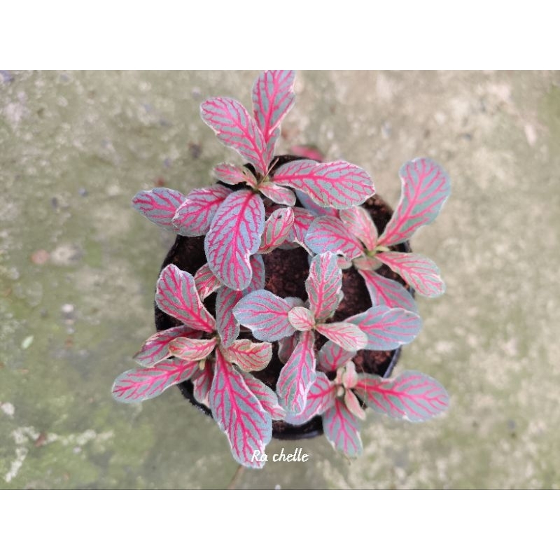 fittonia/nerve plant (gray sensation) | Shopee Philippines