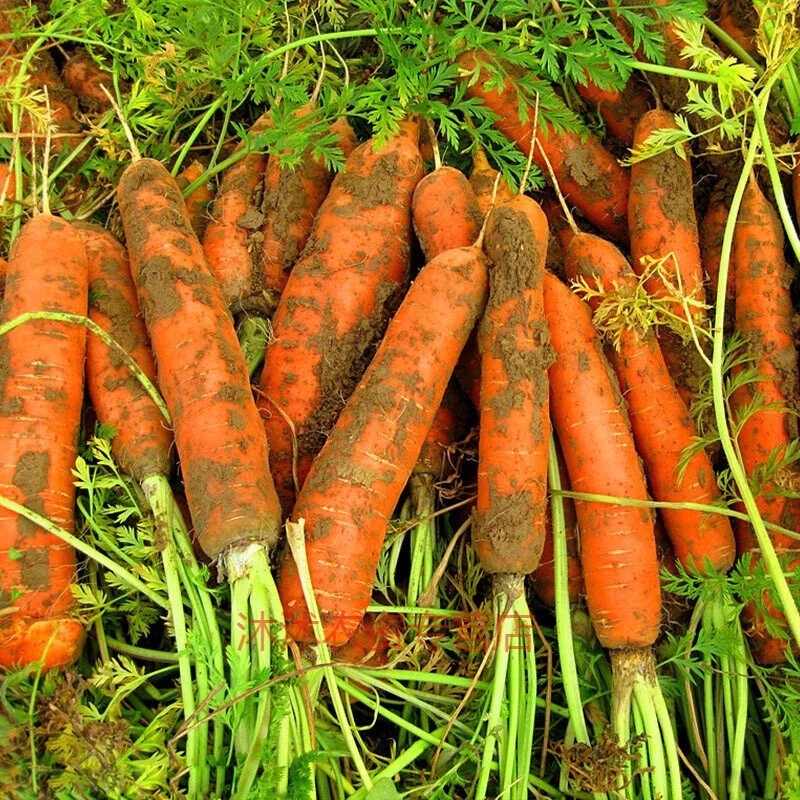 Vegetable plants Carrots Vegetable Seed / KURODA CARROT SEEDS（1000seeds ...