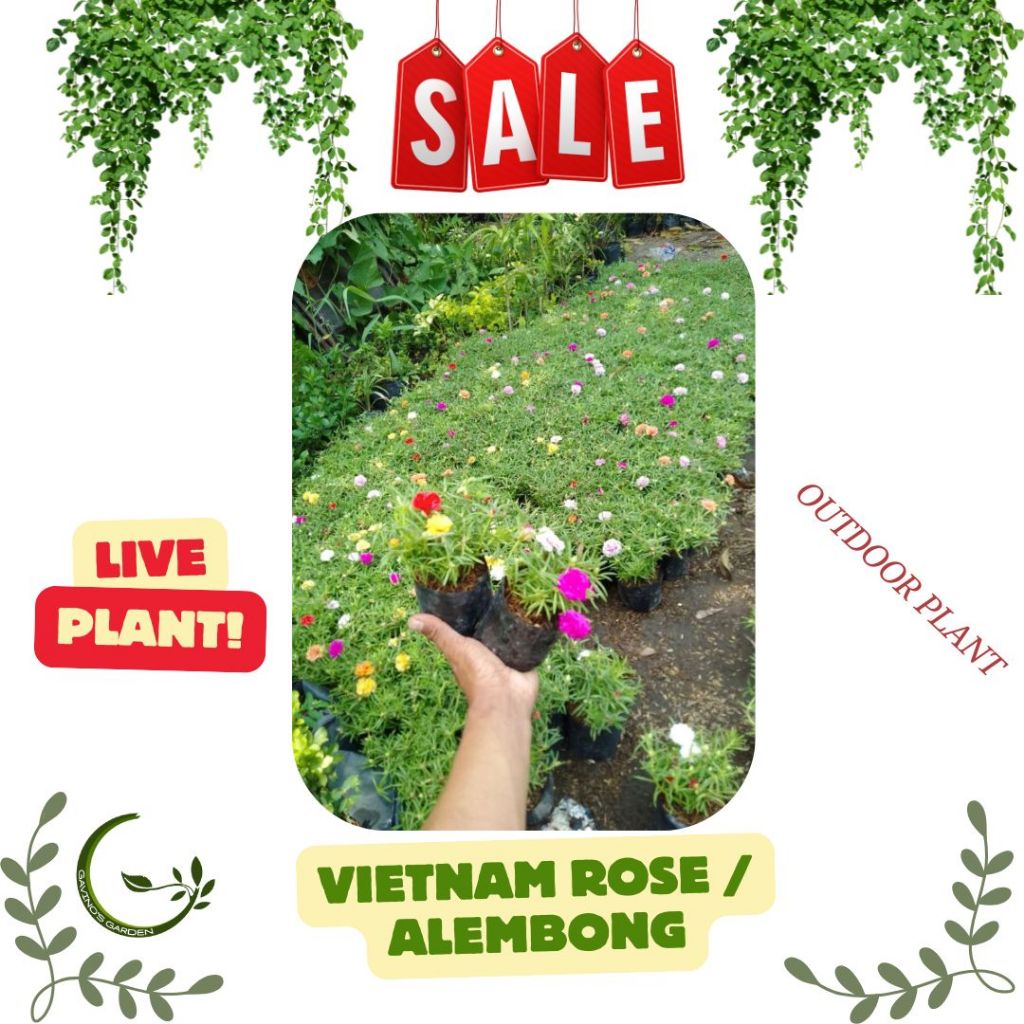 BUY 1 TAKE 1 - Vietnam Rose / Alembong LIVE PLANT!!! Big size plastic 4 ...