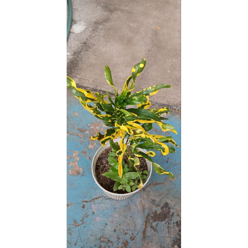 Croton Yellow-Green Twisted (in polybag) | Shopee Philippines