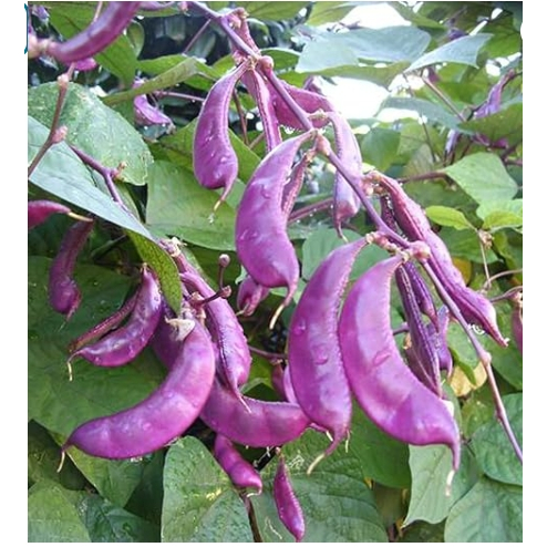 LHK 12pcs Bataw/Lablab Purpureus Seeds Rare Edible Portable Delicious ...