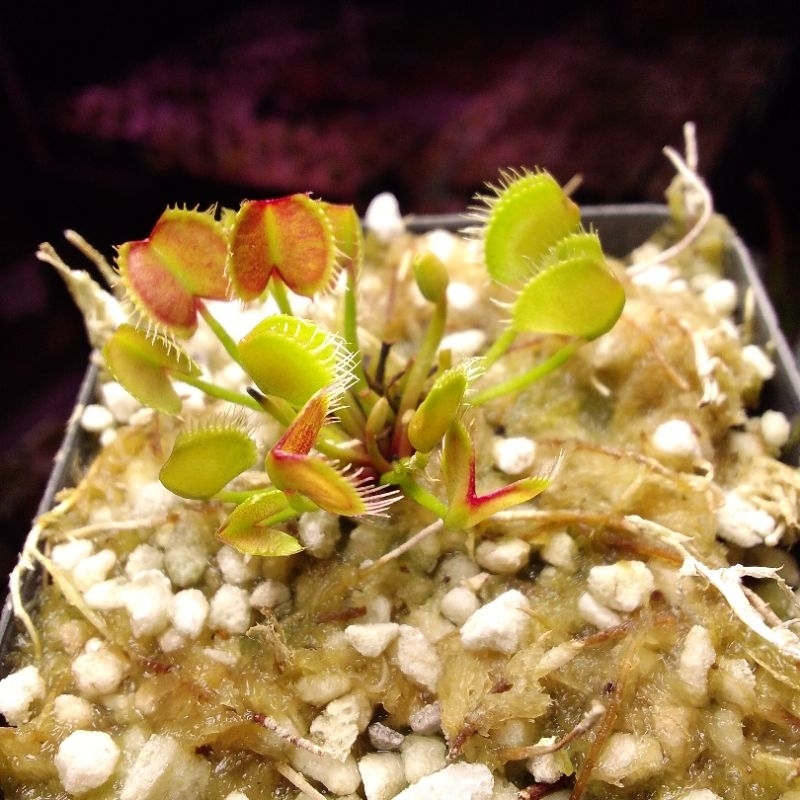 CROSS TEETH Venus Flytrap (potted / carnivorous plant / seeds ) | Shopee Philippines