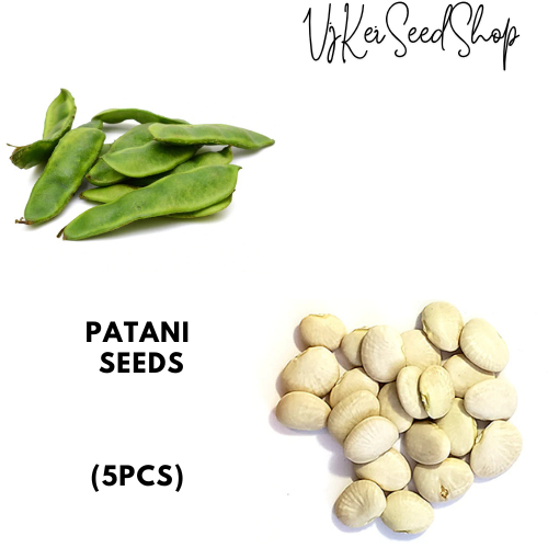 Patani/Lima Bean Seeds (5pcs) | Shopee Philippines