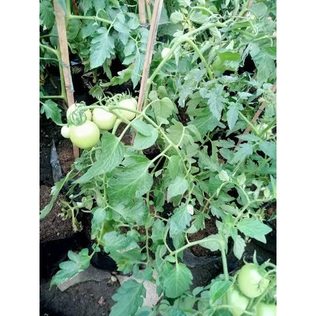 75 Pesos Kamatis Plant (Live Plant) with Free marble chip pebbles ...