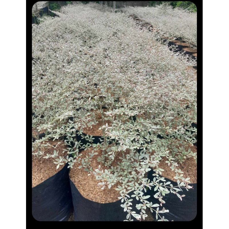 VARIEGATED AFRICAN TALISAY BIG LIVE PLANT | Shopee Philippines