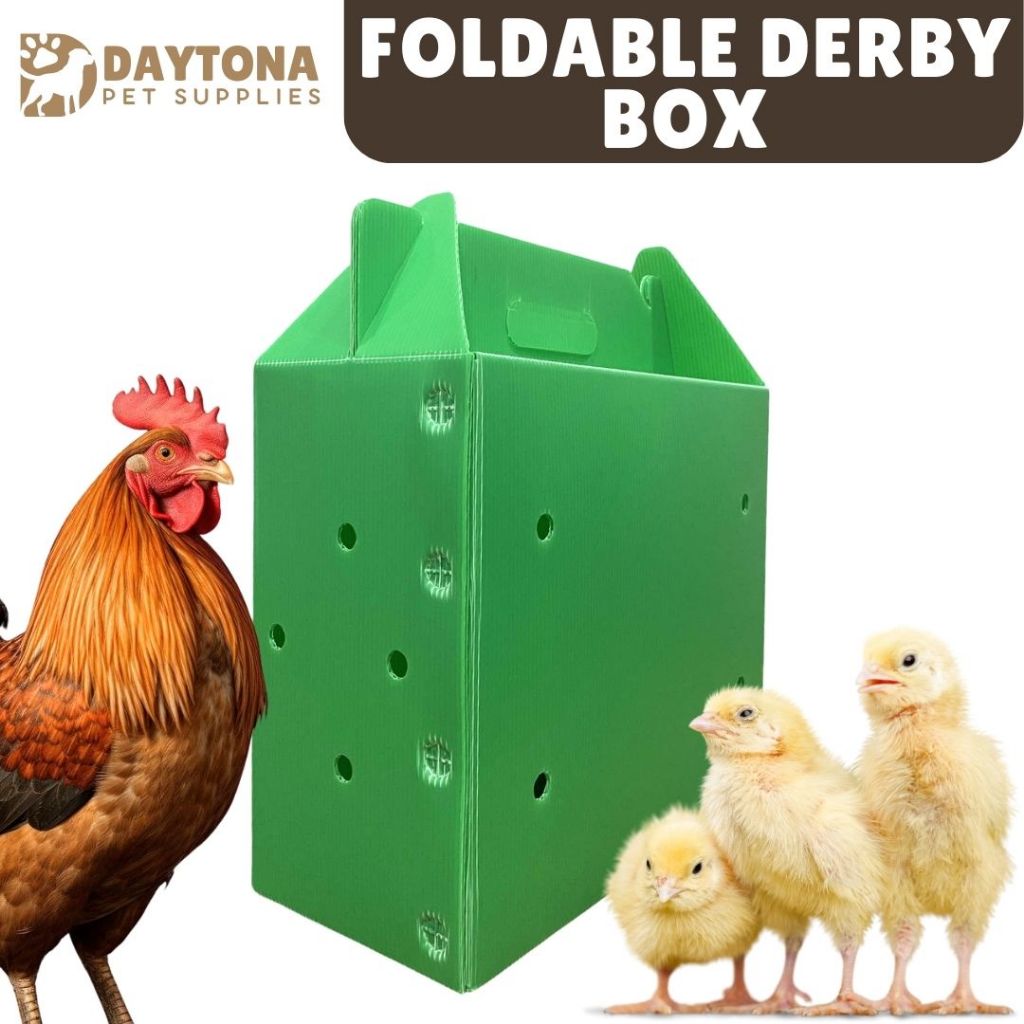 Premium Collapsible Foldable Derby Box Single Chicken Travel Chicken ...