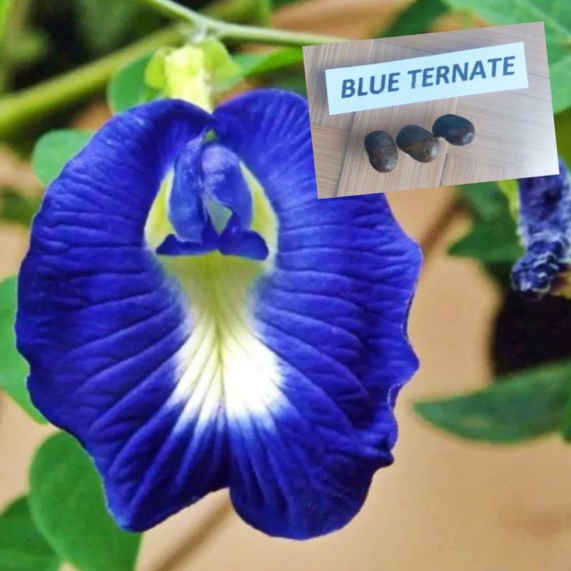 Blue Ternate Seeds (8 Seeds Per Pack) | Shopee Philippines