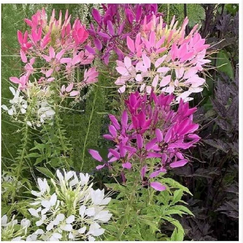 Cleome Flower (Spider Plant)- 10 seeds | Shopee Philippines