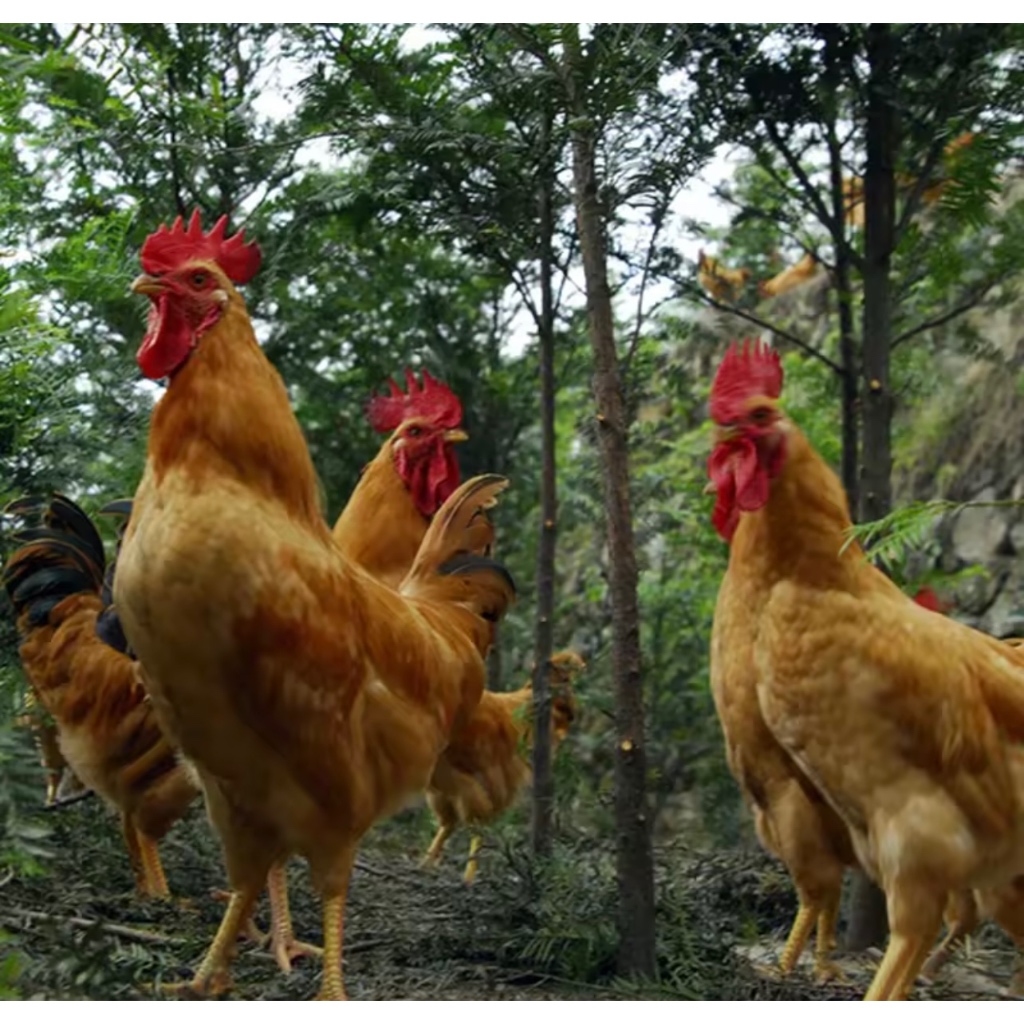 Ma chicken fresh Hongyao Chai chicken can hatch Yangshan chicken ...