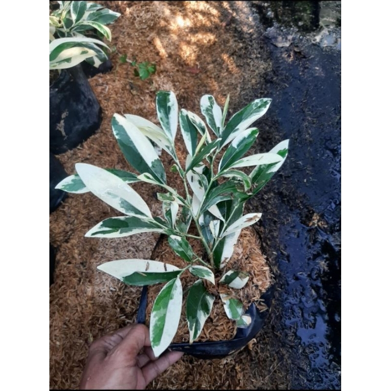 MATDO LIVE PLANT FOR SALE | Shopee Philippines