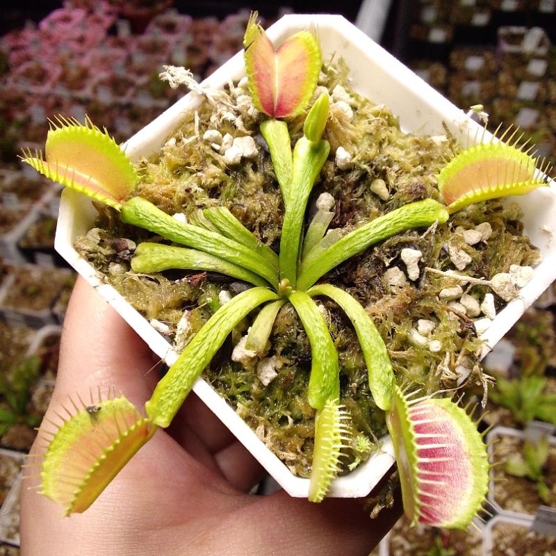 SCHUP.PENS.TIEL Vft | Shopee Philippines